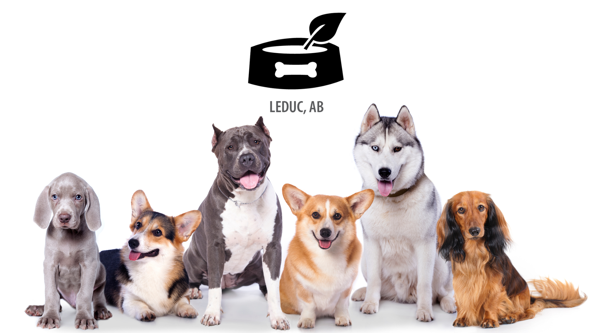 the Bone & Biscuit Leduc Store Spotlight | the Bone & Biscuit