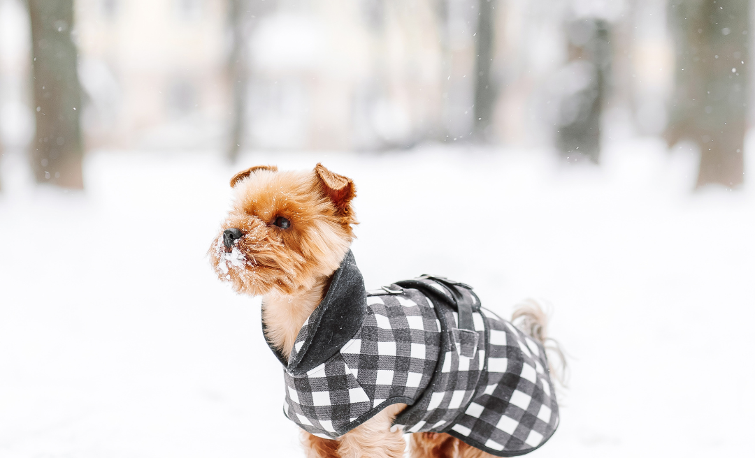 Winter Wearables - Bone & Biscuit Co.